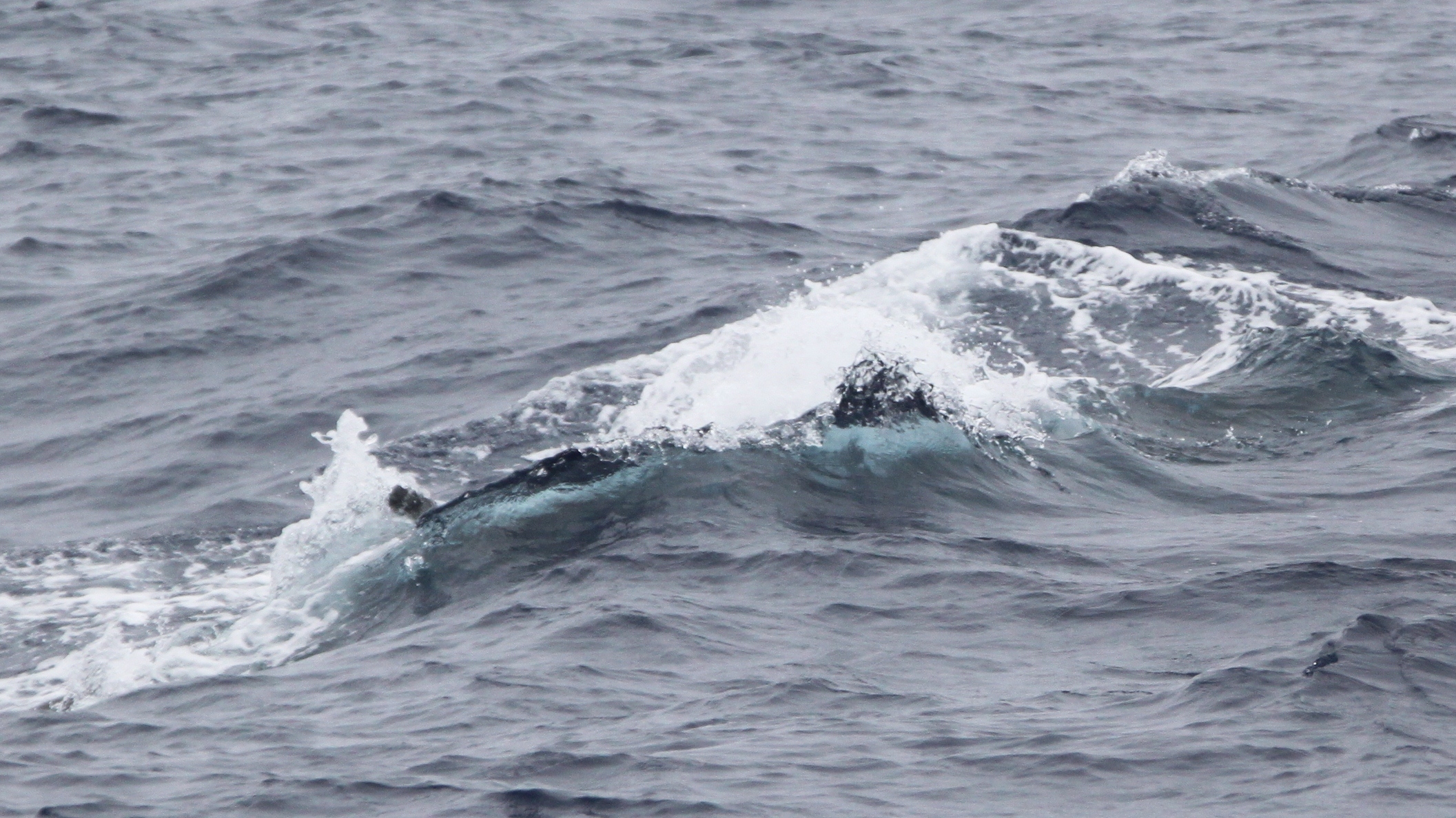 Azorene-England Dag 8 og 9, den 13 og 14 Juni | S/Y Hakuna Matata